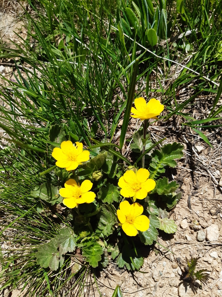 Alpine avens from 74400 Chamonix-Mont-Blanc, France on May 21, 2020 at ...