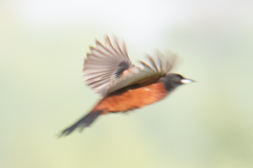 Orchard Oriole from 2, NE, USA on May 23, 2020 at 09:26 AM by Marisa ...