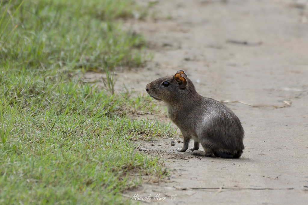 Spix's Yellow-toothed Cavy from Areia - PB, Brasil on April 06, 2019 at ...