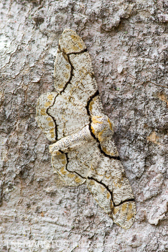 Biston mediolata · iNaturalist