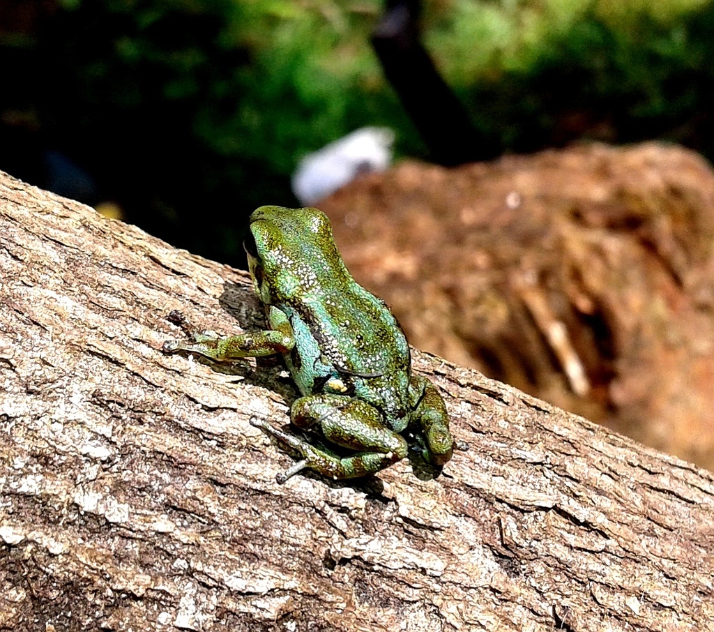 Vicente's Poison Frog in May 2016 by Edgar Abel Toribio Pèrez · iNaturalist