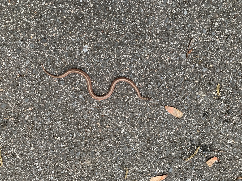 Dekay's Brownsnake from Bowie, MD, US on May 23, 2020 at 07:39 PM by ...