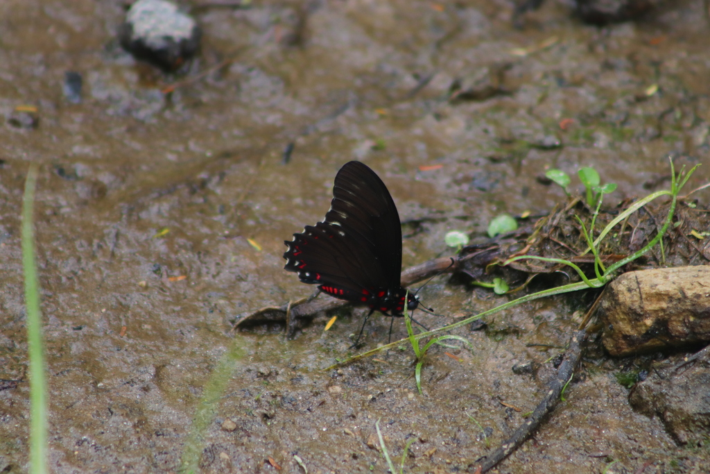 Mimoides phaon phaon from Rancho El sinaí- Jilotepec, Ver., México on ...
