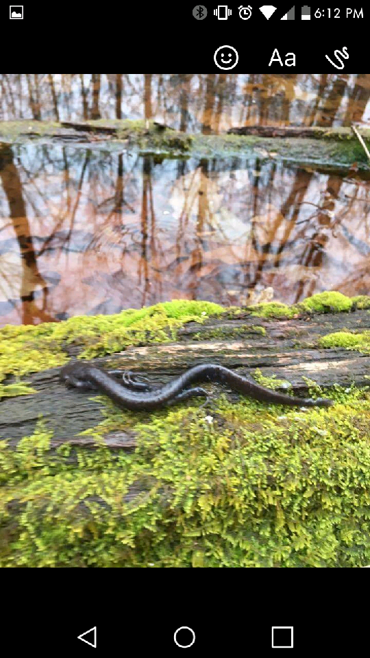 Jefferson Salamander in April 2017 by Kyle Kozlowski · iNaturalist