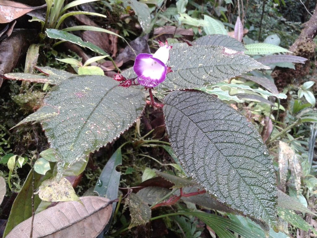 Monopyle maxonii from Santa Fe, Panamá on May 10, 2016 at 11:11 AM by ...
