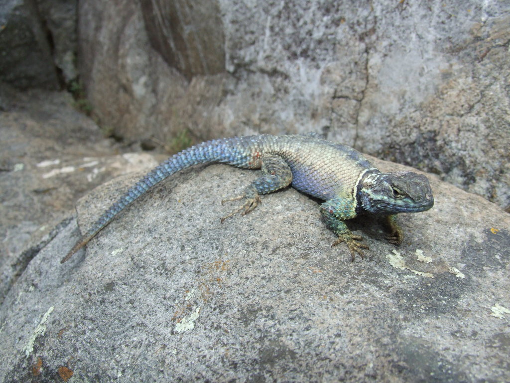 Duges' Spiny Lizard from Sierra de Quila, Jalisco, México on October 25 ...
