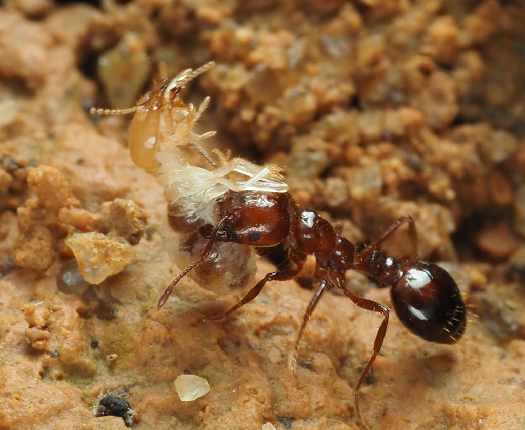 Red Imported Fire Ant from St. Francis Xavier's Parish, Macao on May 24 ...
