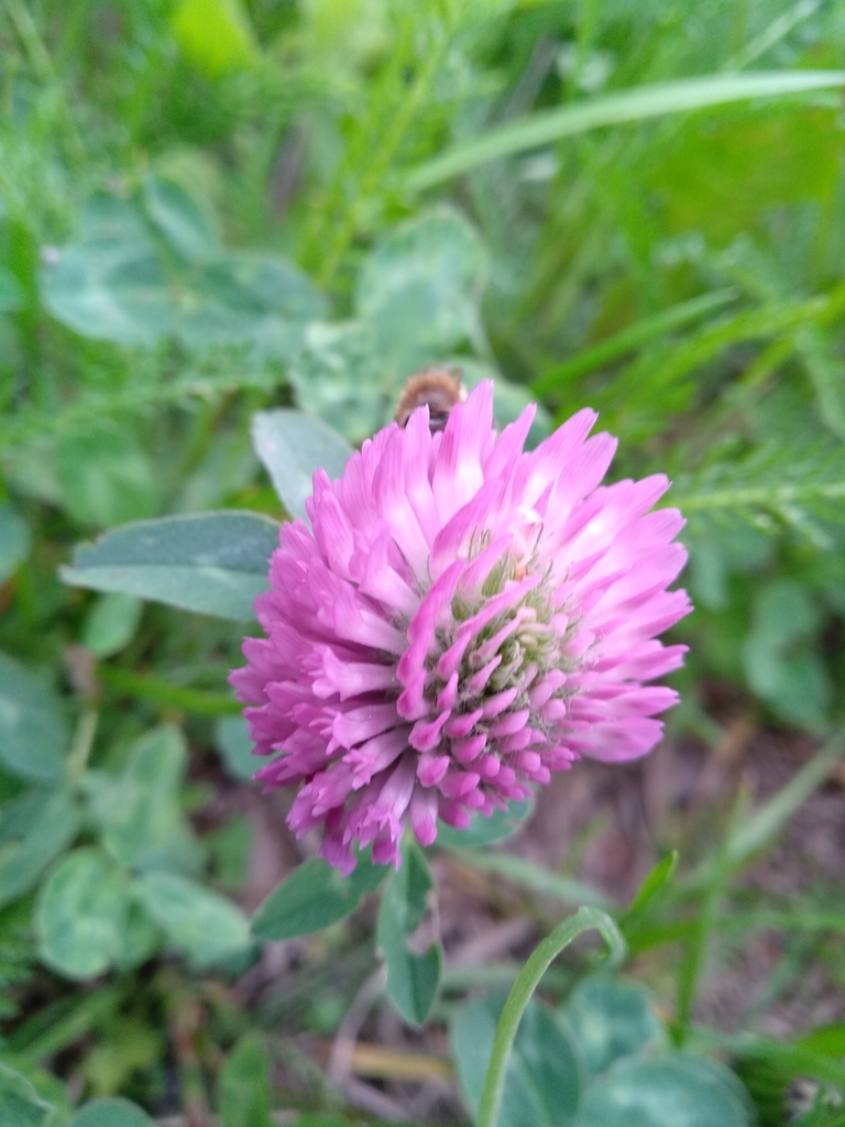 Red Clover from Челябинская обл., Россия, 456014 on May 24, 2020 at 12: ...