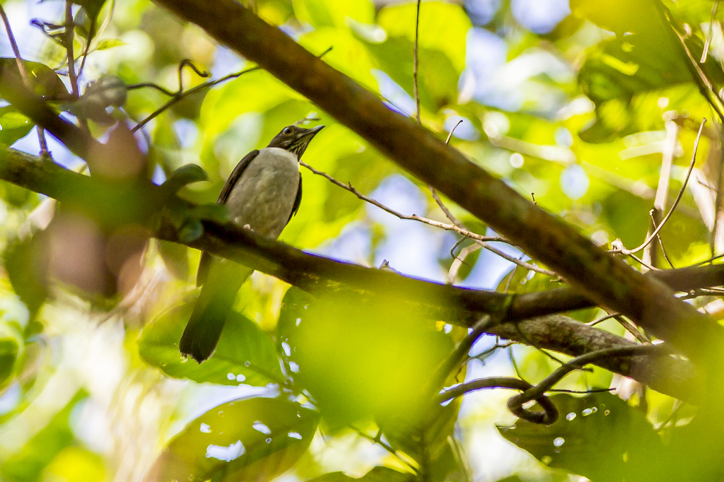 White-necked Thrush from Queramiki, Mitú, Vaupés, Colombia on November ...