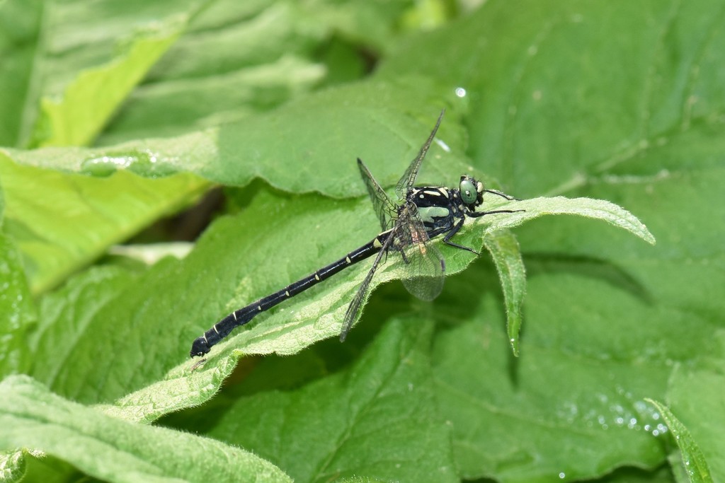 Davidius lunatus from 대한민국 강원도 영월군 주천면 on May 17, 2020 at 08:53 AM by Wonwoong Kim · iNaturalist