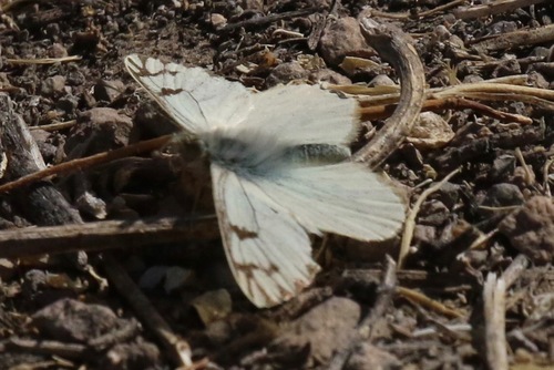 Subspecies Phulia nymphula nymphula · iNaturalist United Kingdom