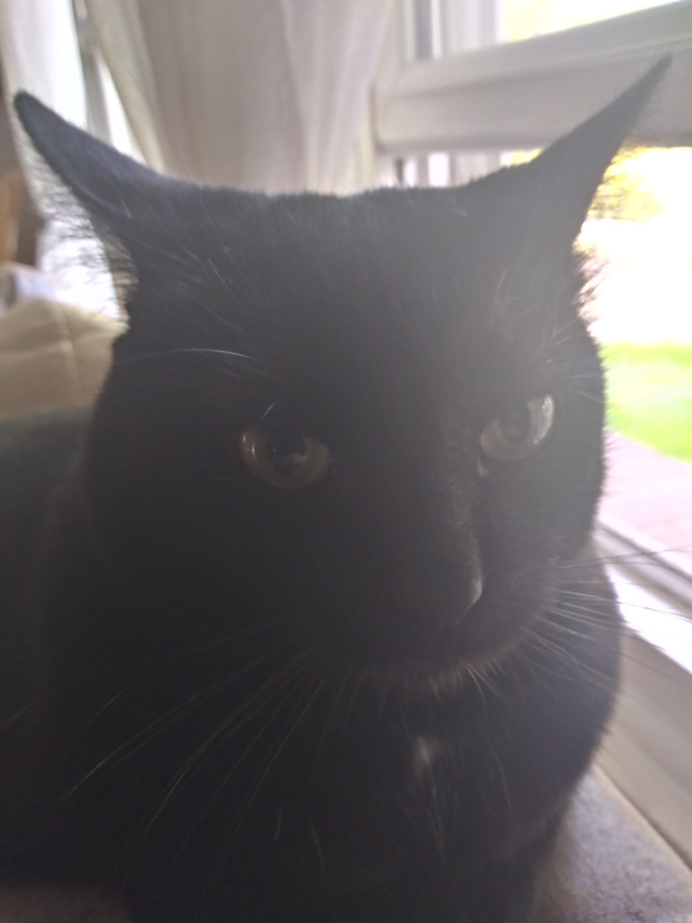 Domestic Cat from Madison, OH 44057, USA on May 24, 2020 at 08:47 AM by ...