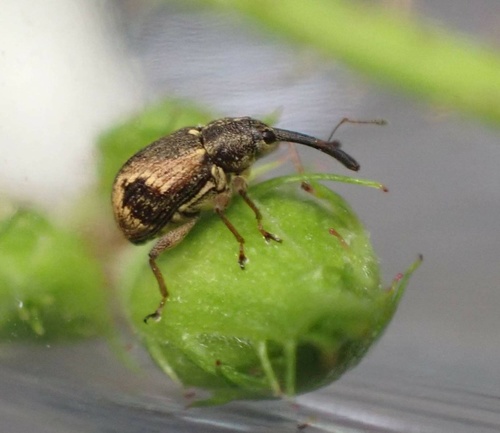 Anthonomus bisignifer · iNaturalist United Kingdom