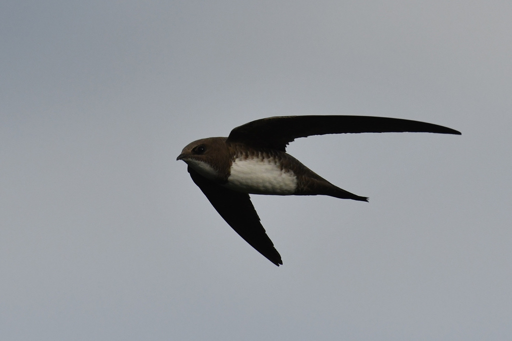 Alpine Swift from Hautepierre-le-Châtelet, 25580 Les Premiers-Sapins ...