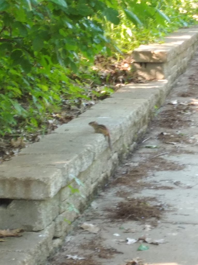 Eastern Chipmunk from St. Louis, MO 63110, USA on May 24, 2020 at 01:56 ...