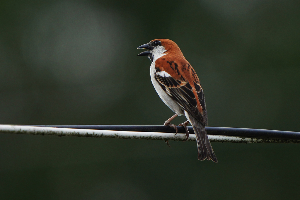 Russet Sparrow in May 2020 by 蔡志偉 · iNaturalist