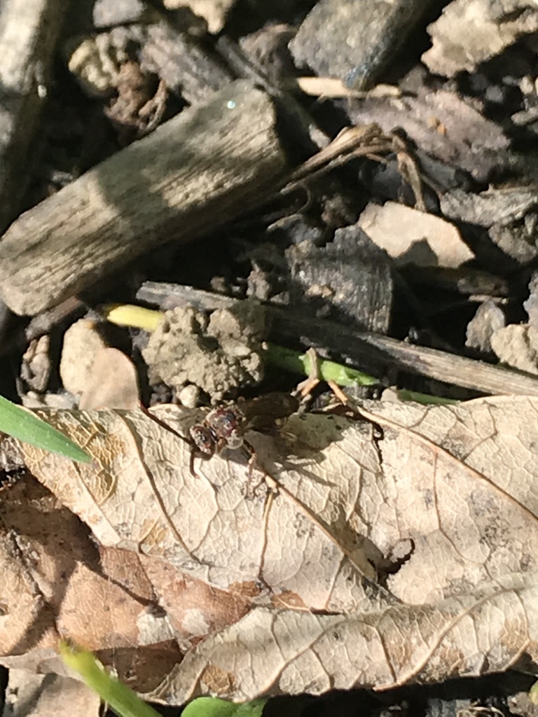 Nomad Bees from Tenth St, Cuyahoga Falls, OH, US on May 24, 2020 at 10: ...