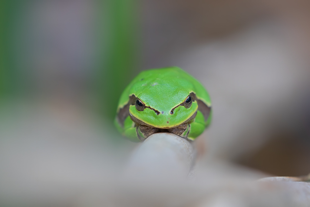 European Tree Frog from 036 01 Martin, Slovensko on May 24, 2020 by ...