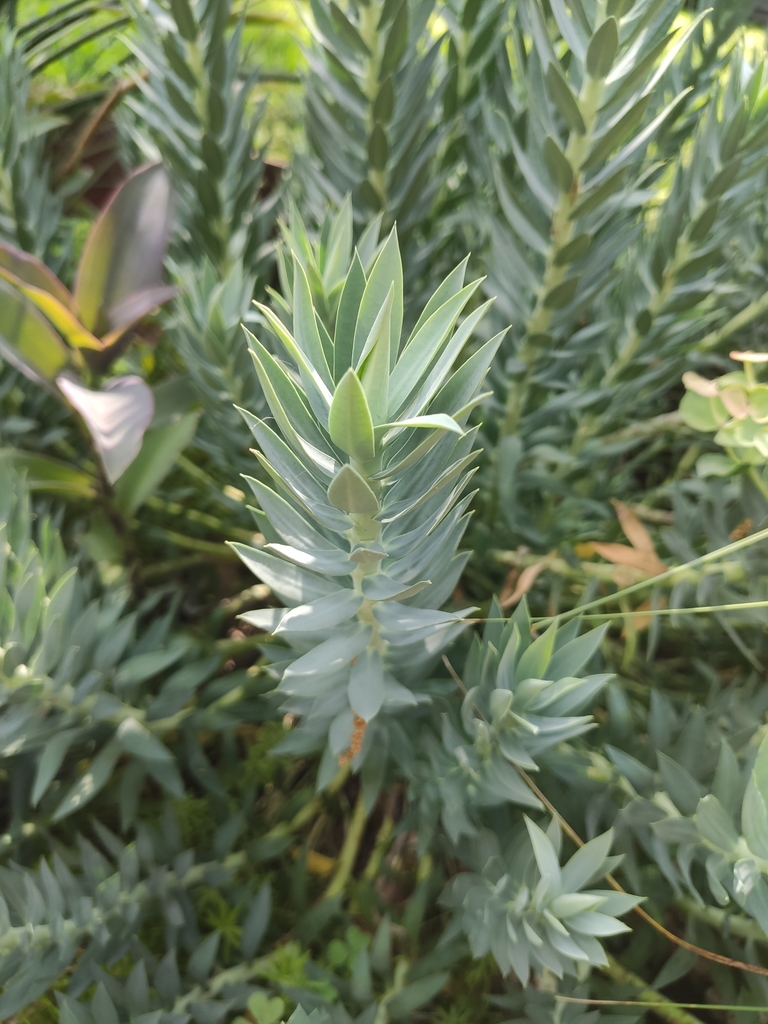 Gopher plant from Brentwood, Austin, TX, USA on May 24, 2020 at 09:51 ...