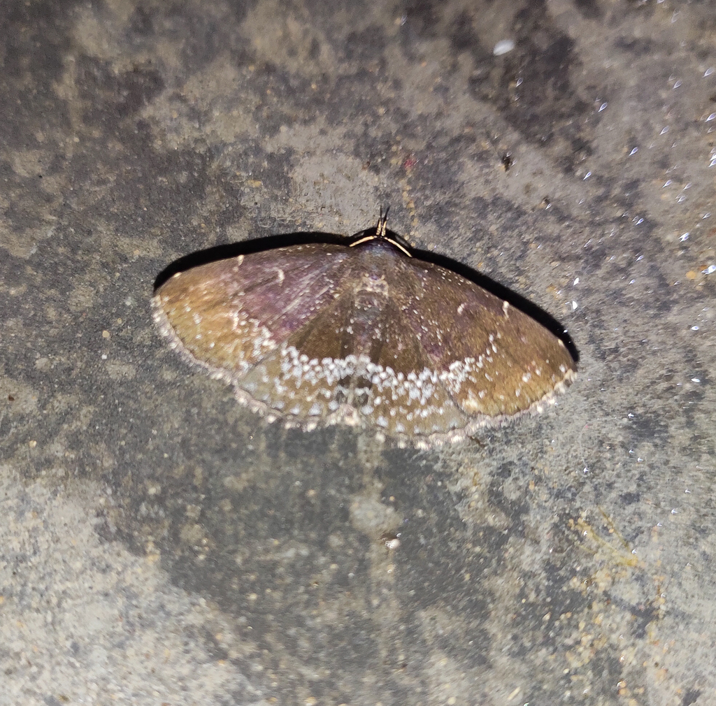 Underwing, Tiger, Tussock, and Allied Moths from Assam 788726, India on ...