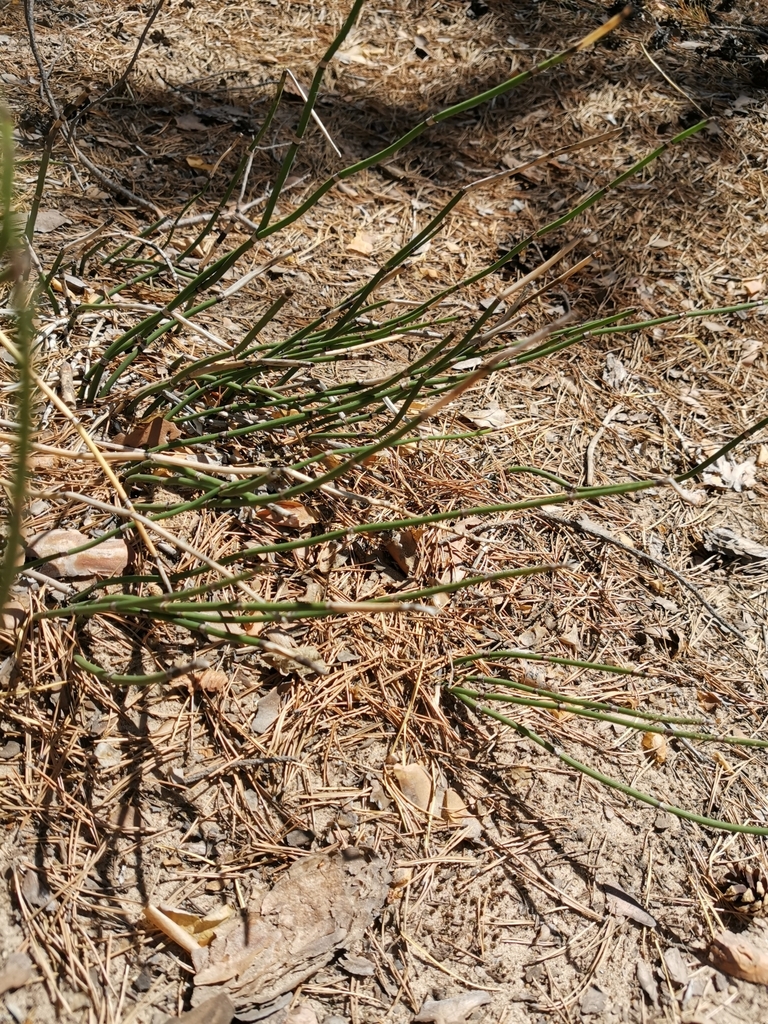 Hippochaete from Иркутская обл., Россия, 665750 on May 24, 2020 at 03: ...