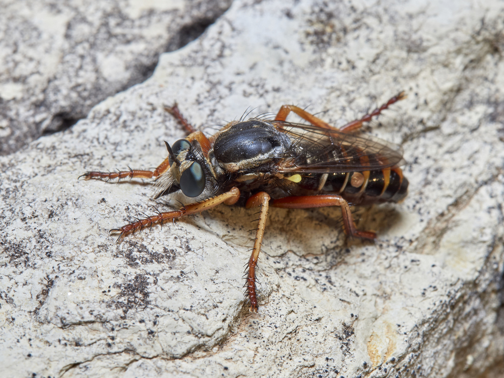 Saropogon from Puerto de la Torre, Málaga, España on May 23, 2020 at 07 ...