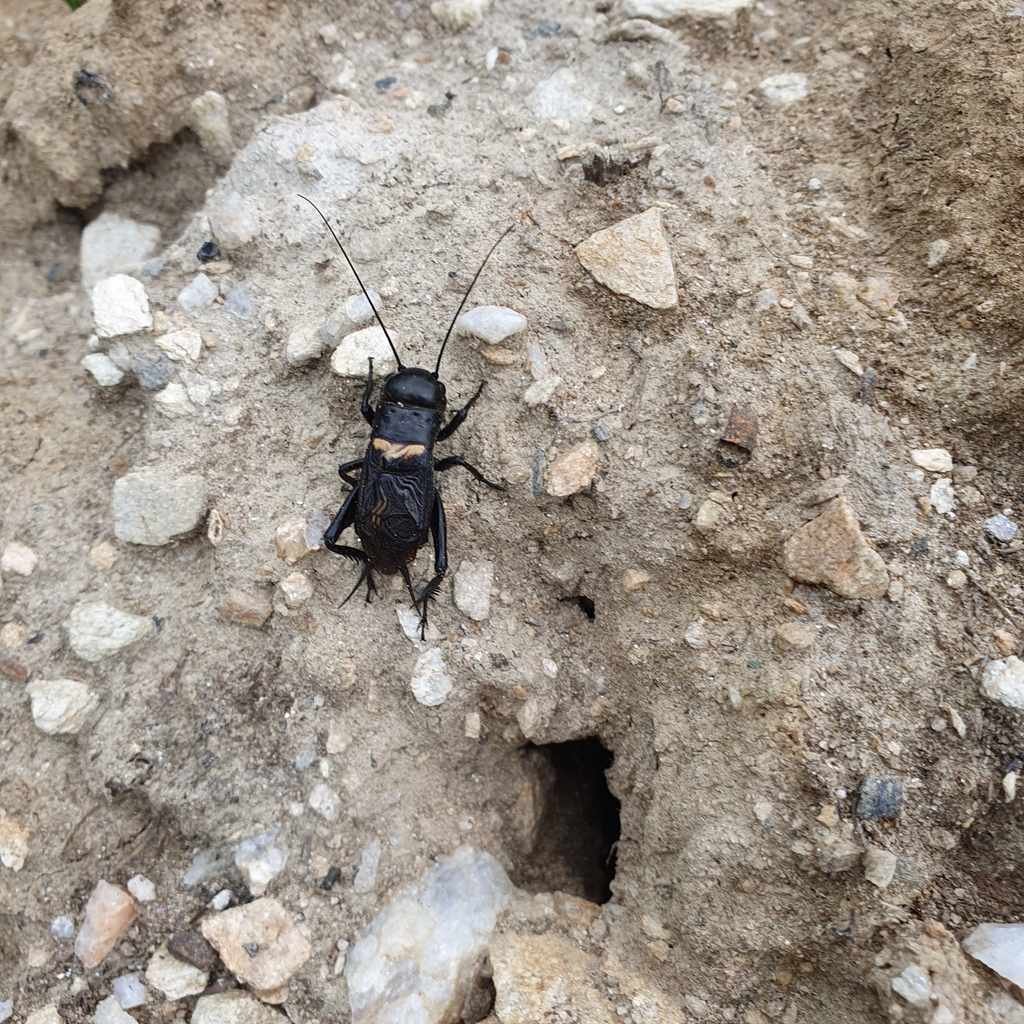 European Field Cricket from 2968 Dolen, ブルガリア on May 24, 2020 at 06:46 ...