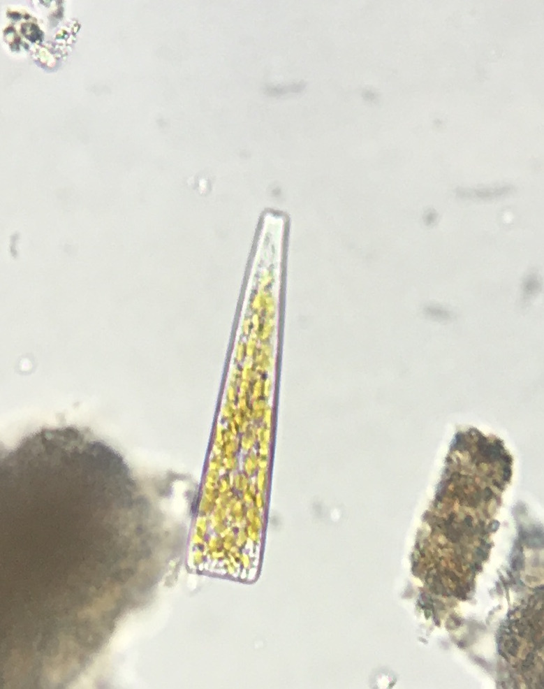 Licmophora (Marine Phytoplankton of the Grand Strand Region of SC ...