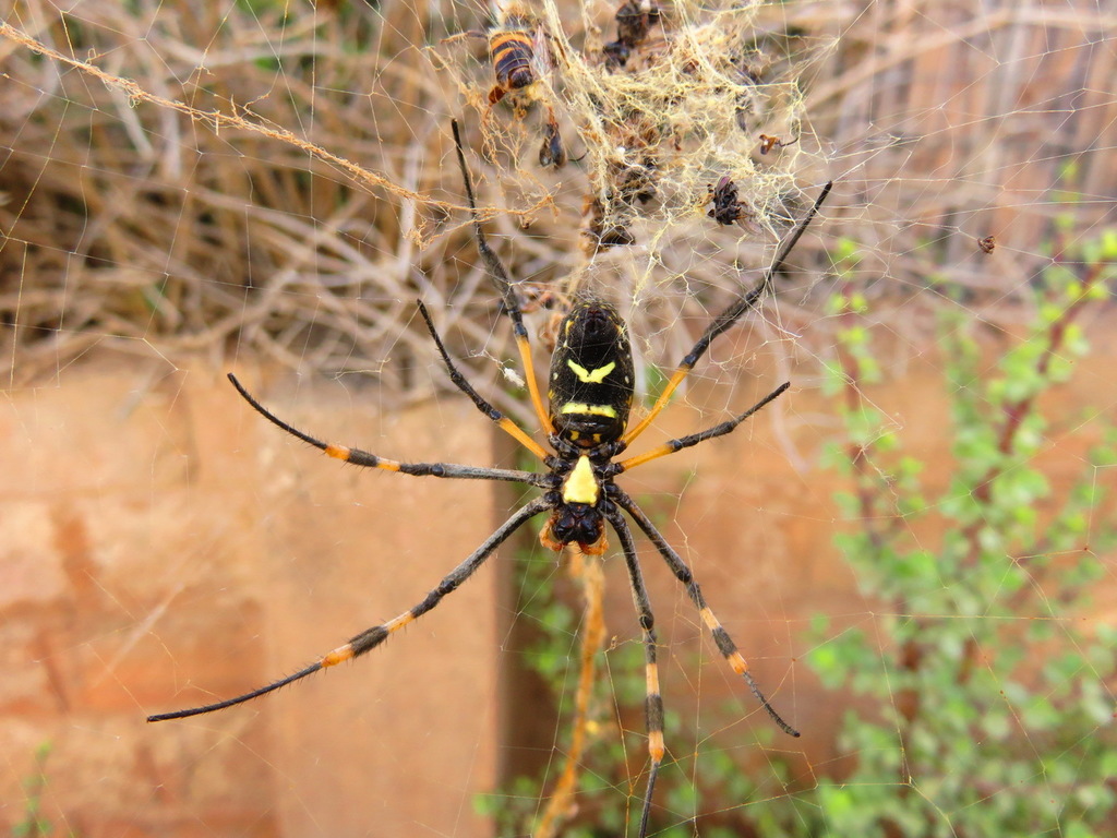 Banded-legged Golden Orb-web Spider from Calitzdorp, 6660, South Africa ...