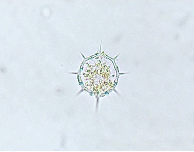 Dictyochales (Marine Phytoplankton of the Grand Strand Region of SC ...