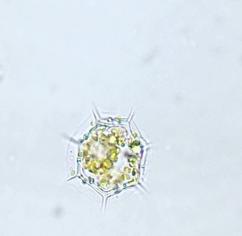 Dictyochales (Marine Phytoplankton of the Grand Strand Region of SC ...
