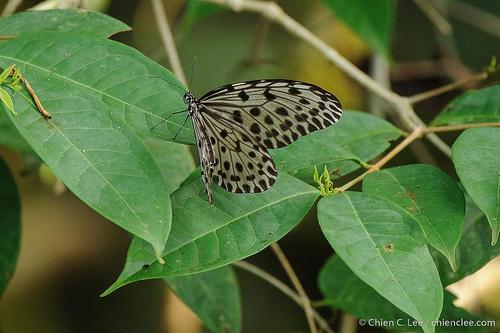 Subspecies Idea lynceus fumata · iNaturalist