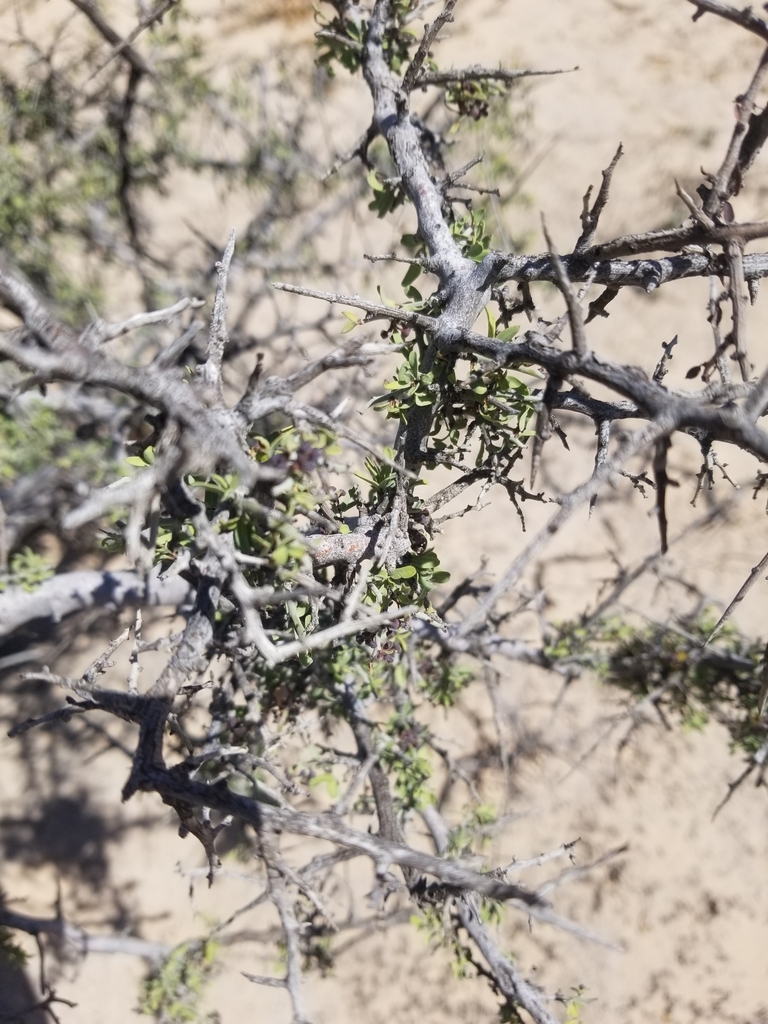 Warnock Condalia from Municipio de Juárez, Chih., México on May 24 ...