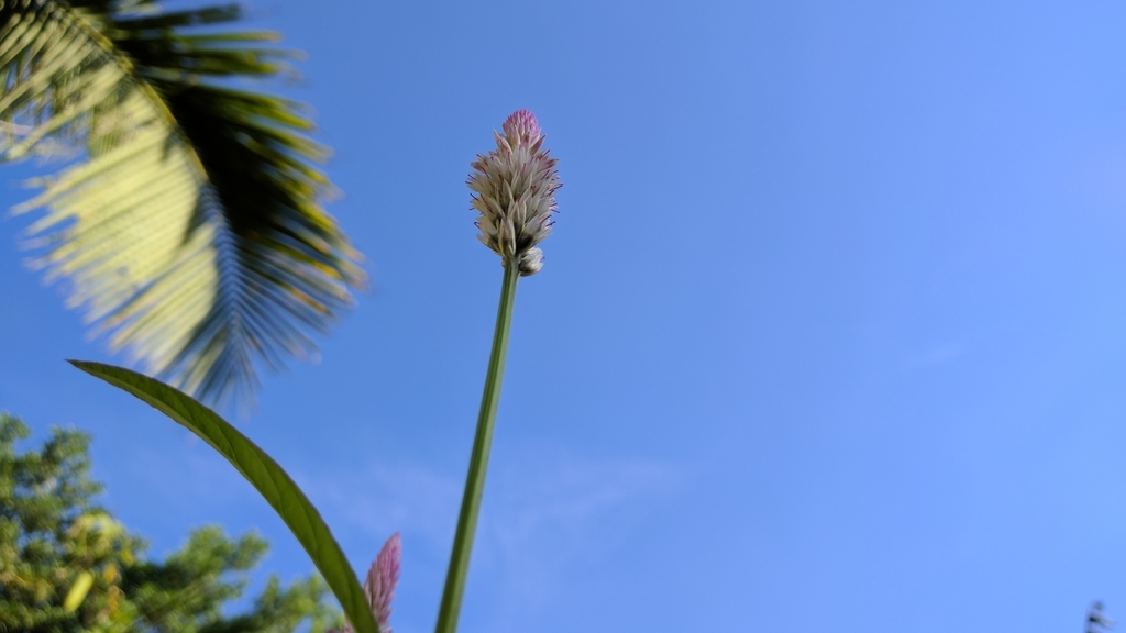 Quail Grass from Carrascal on April 19, 2017 at 07:11 AM by Wesley ...