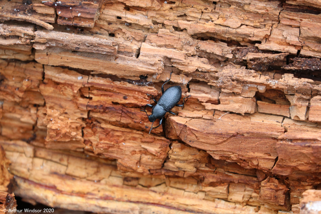 Polopinus from Seabranch Preserve State Park, FL, USA on May 24, 2020 at 12:38 PM by Arthur ...