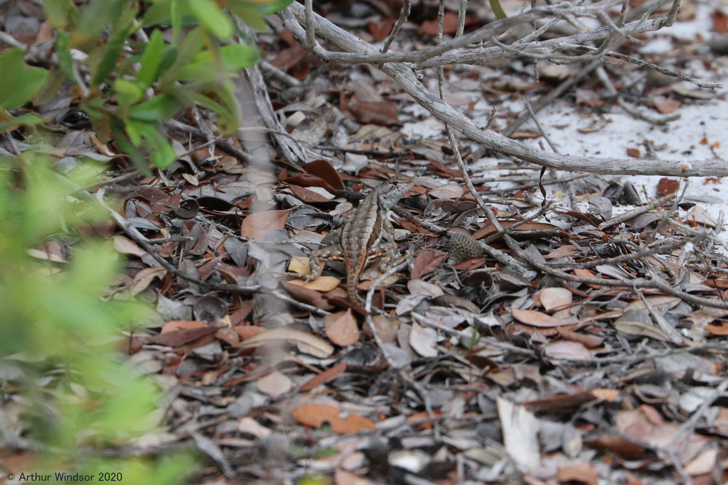Florida Scrub Lizard in May 2020 by Arthur Windsor. Seabranch Preserve ...