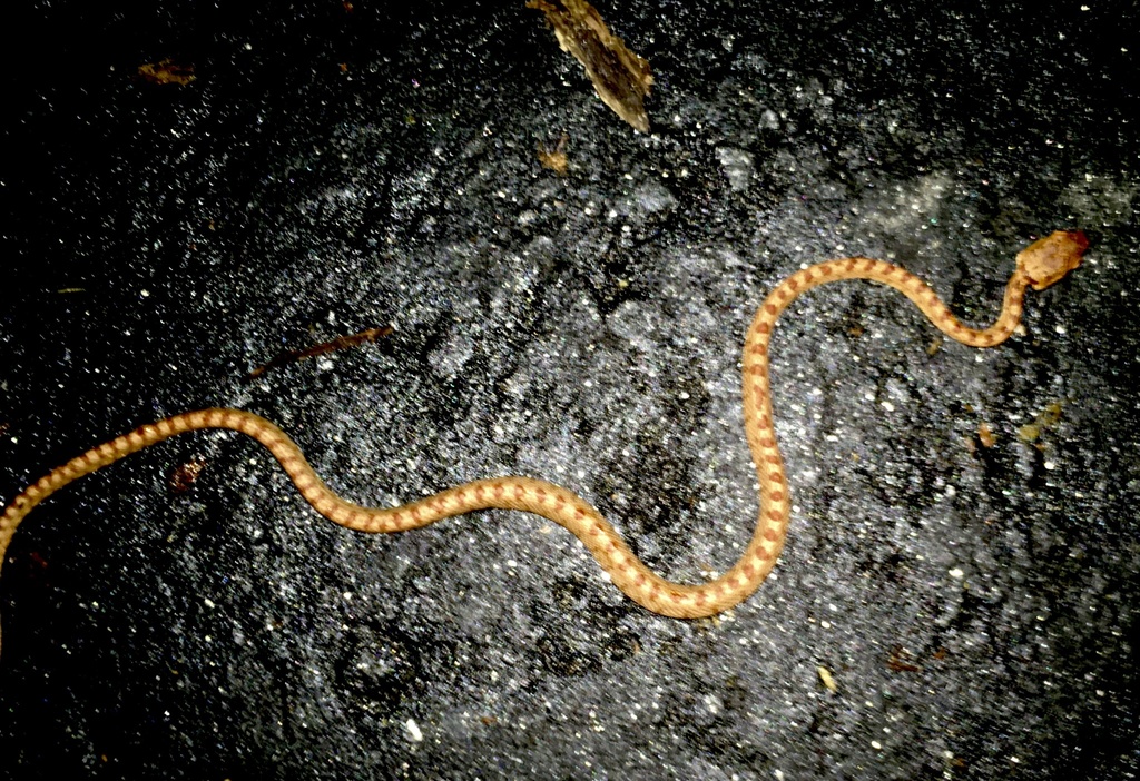Pirmad Cat Snake from Rajmalai National Park, Idukki, Kerala, IN on May ...