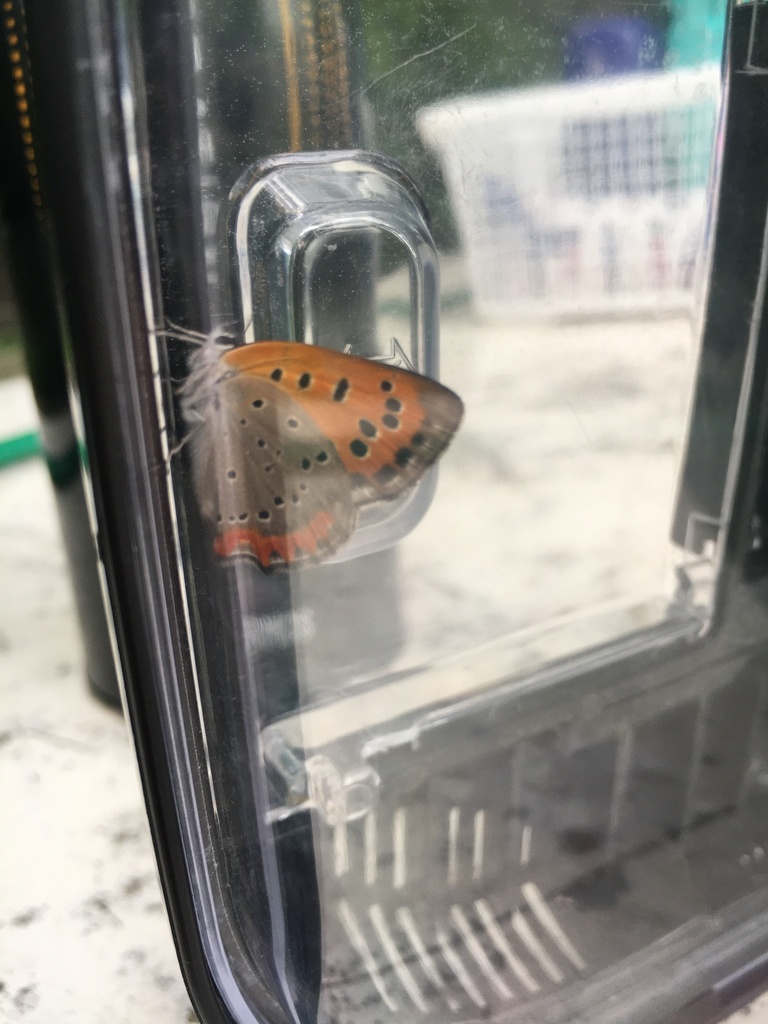 Japanese copper from Konda 3-Chōme, Habikino-Shi, Osaka, JP on May 25 ...