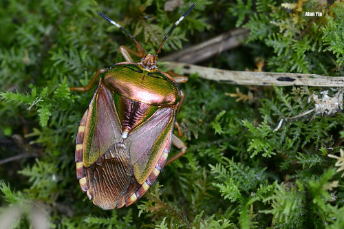 Mattiphus splendidus · iNaturalist