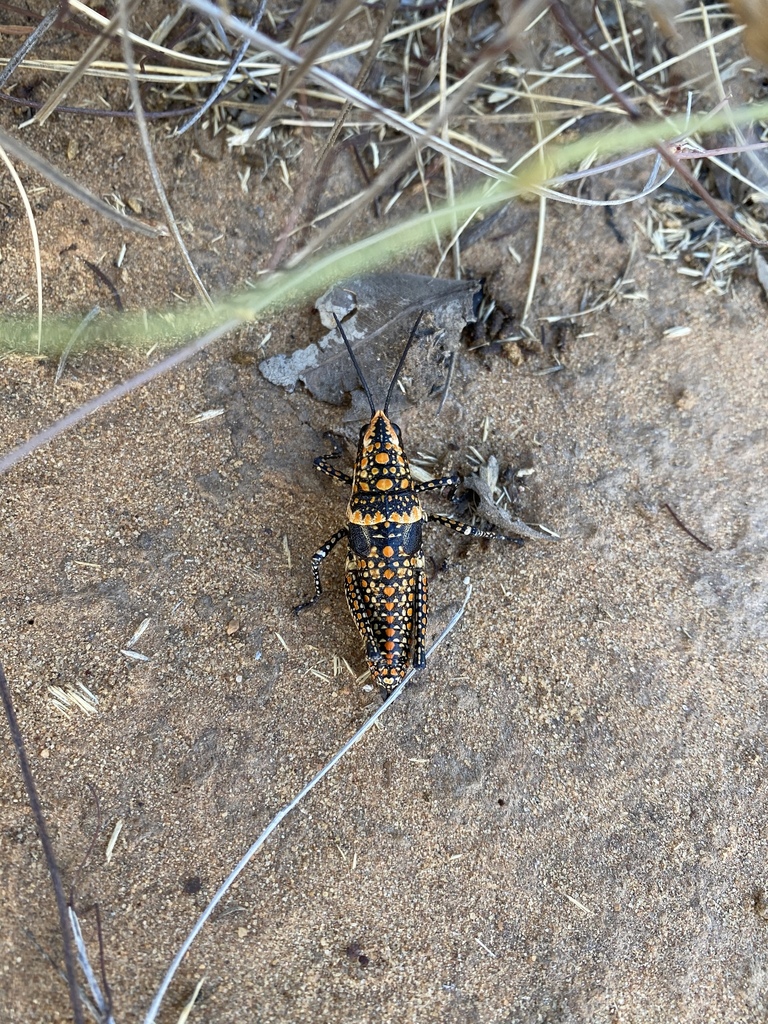Painted Pyrgomorph from St George Ranges, WA, AU on May 25, 2020 at 07: ...