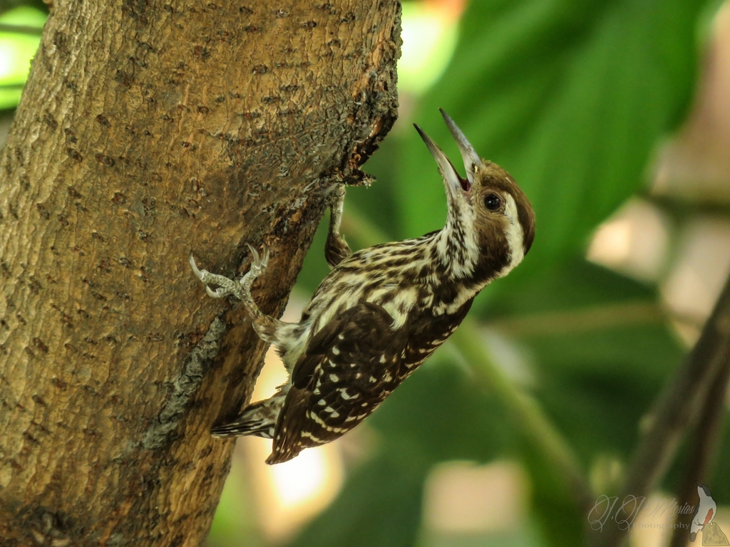 Philippine Pygmy Woodpecker from Mandaluyong on April 28, 2020 at 02:52 ...