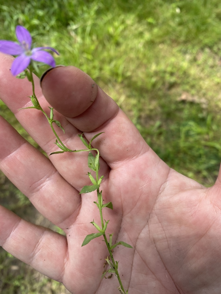 Venus's looking-glass from N Main St, Poplar Bluff, MO, US on May 24 ...