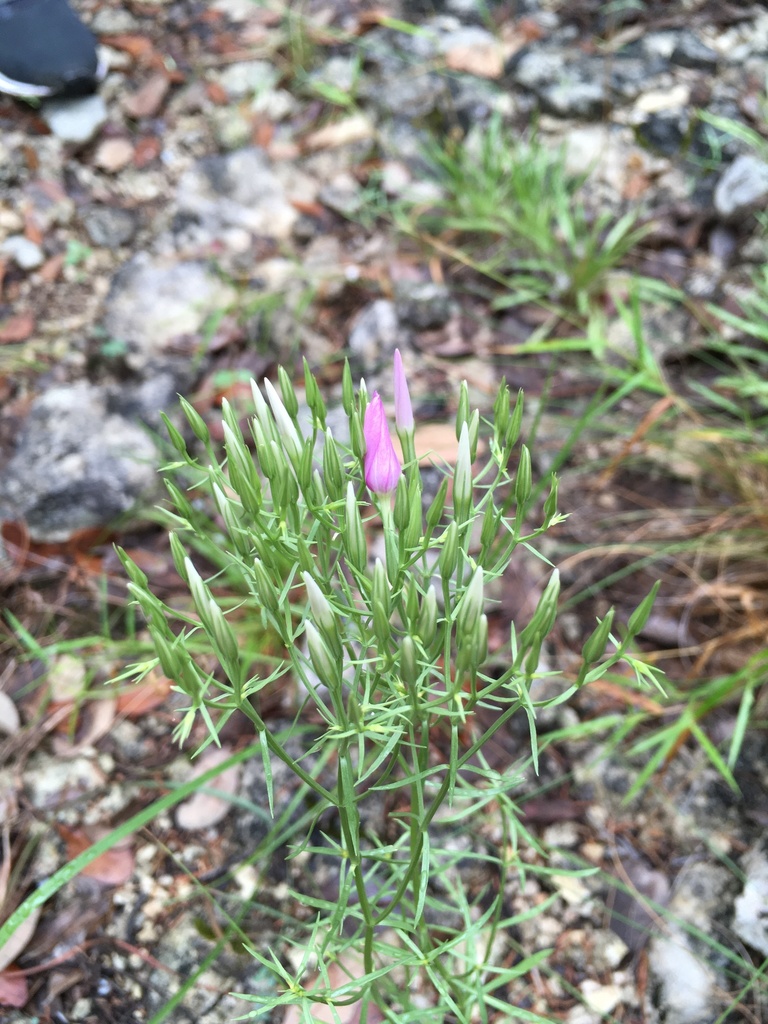 Mountain Pink from Jester Blvd, Austin, TX, US on May 25, 2020 at 09:25 ...