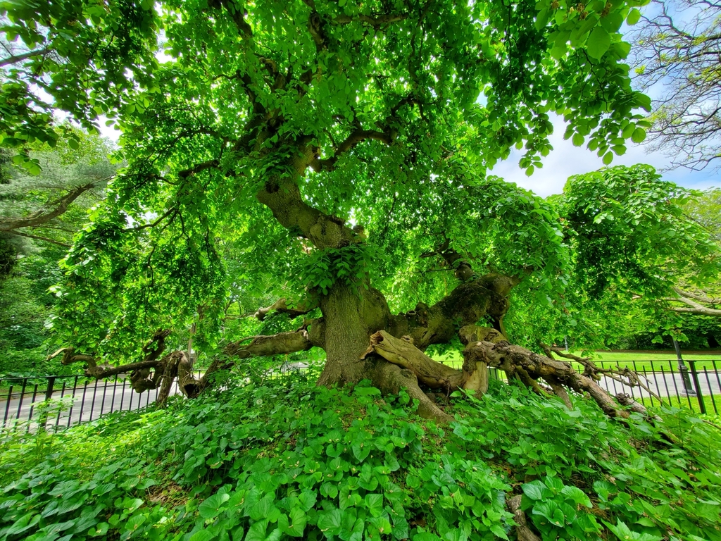 Camperdown elm from Brooklyn, NY 11225, USA on May 25, 2020 at 01:31 PM ...