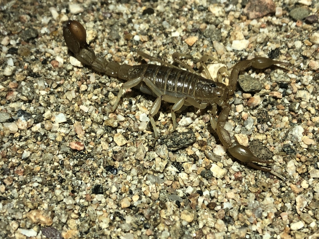 Stripe-tailed Scorpion in May 2020 by Mike Rochford · iNaturalist