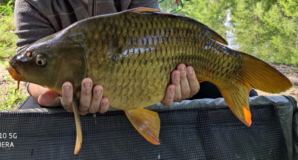 European Carp from Maraussan, France on May 22, 2020 at 09:39 AM by ...