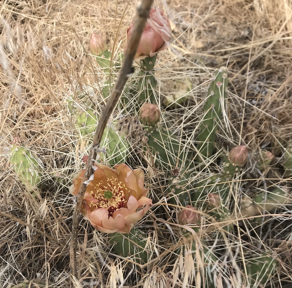 Columbia Pricklypear from Vantage Hwy, Ellensburg, WA, US on May 21 ...
