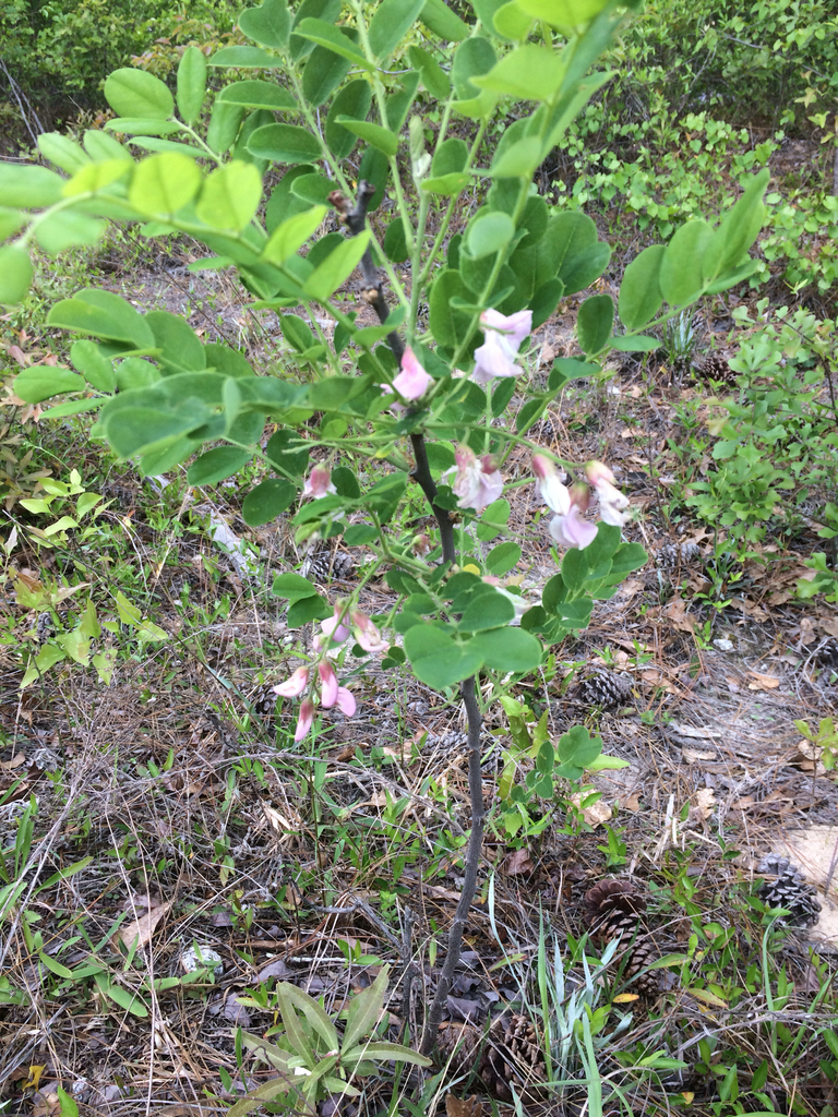 dwarf bristly locust in April 2017 by melissaburt · iNaturalist
