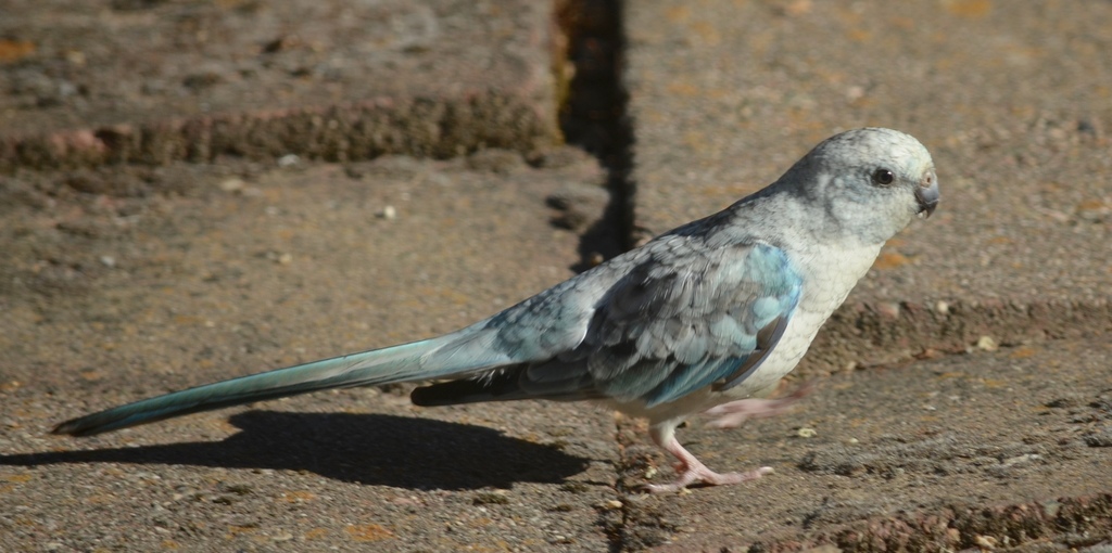 Red-rumped Parrot in May 2020 by Ingrid van Dijk. Showed up in backyard ...