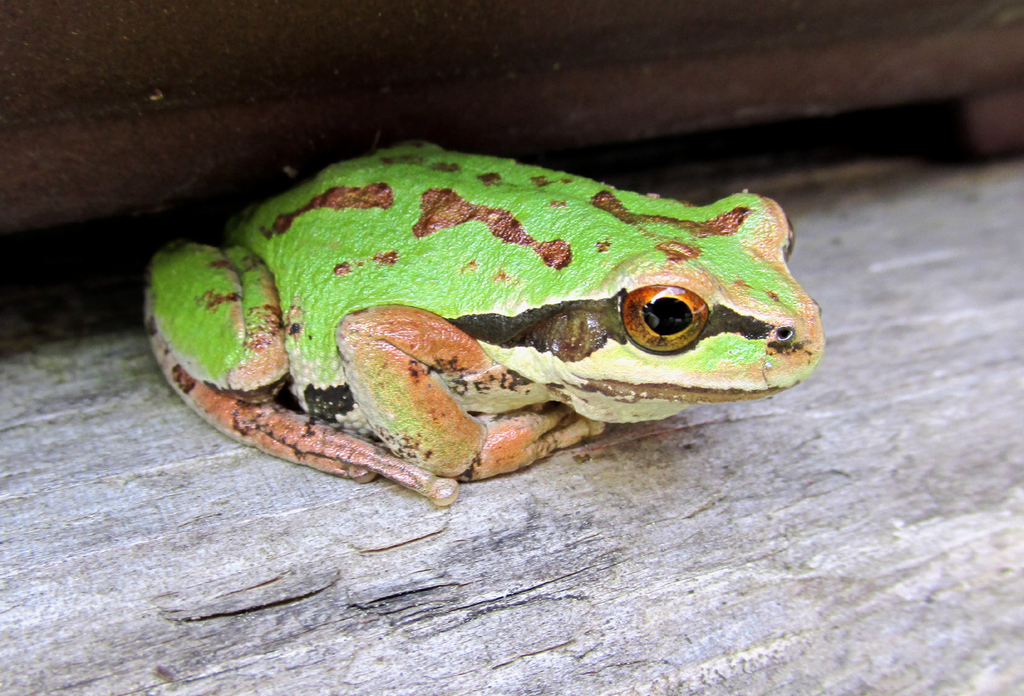 Northern Pacific Tree Frog from Nordland, WA 98358, USA on April 28 ...